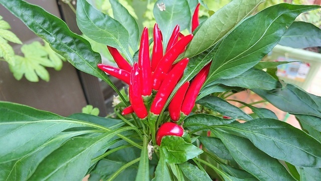 貸し切りラン #唐辛子: 「けいくん」のRUNちバッグ